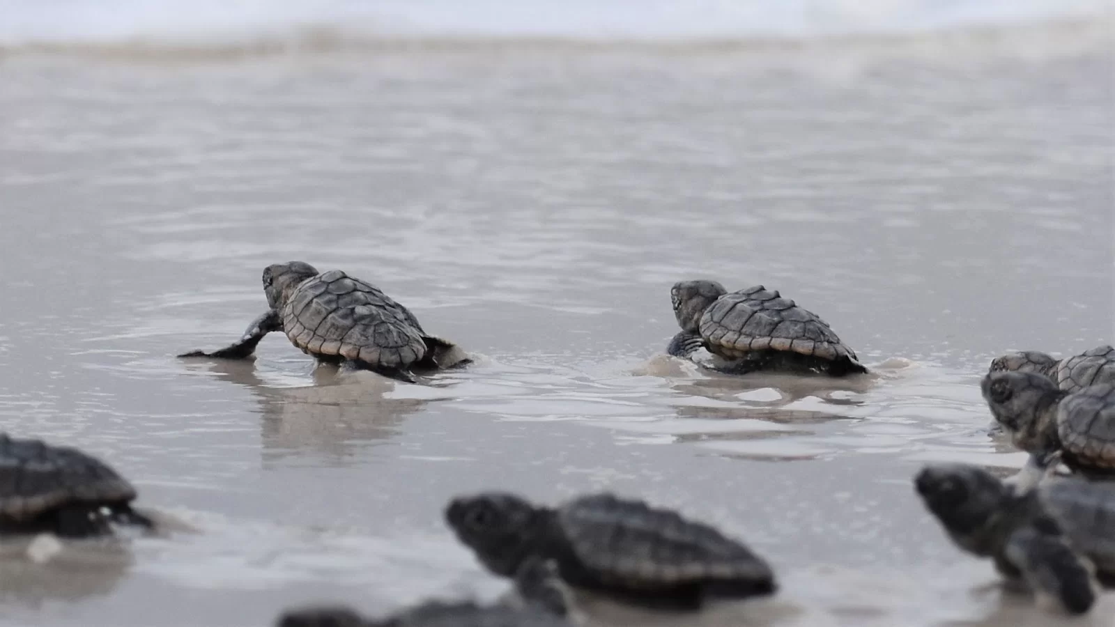 Volunteers Are Changing the Game for Sea Turtle Survival on Alabama's ...