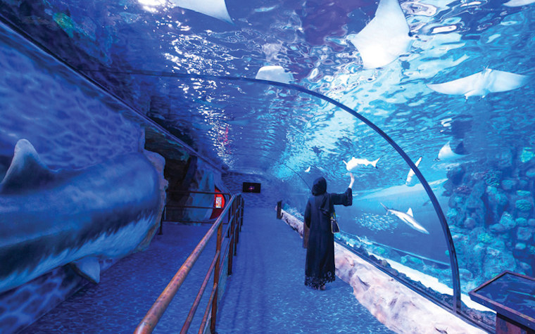 'Discovery Channel Shark Week' exhibit opens at Dubai Aquarium - Gulf ...