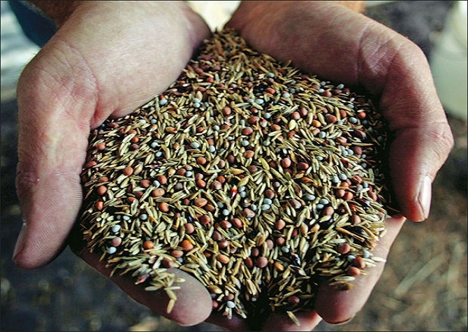 Sakata Seed America contributes to Seed Biotechnology Center - Crop ...