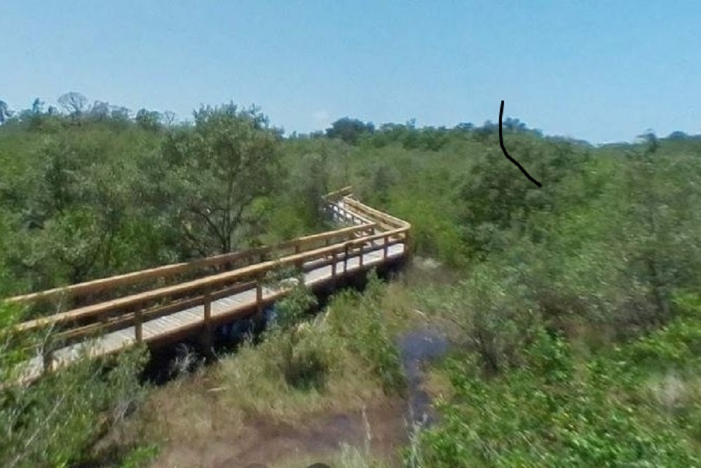 CITY OF DUNEDIN: Fern Trail Boardwalk at Hammock Park Now Open - South ...