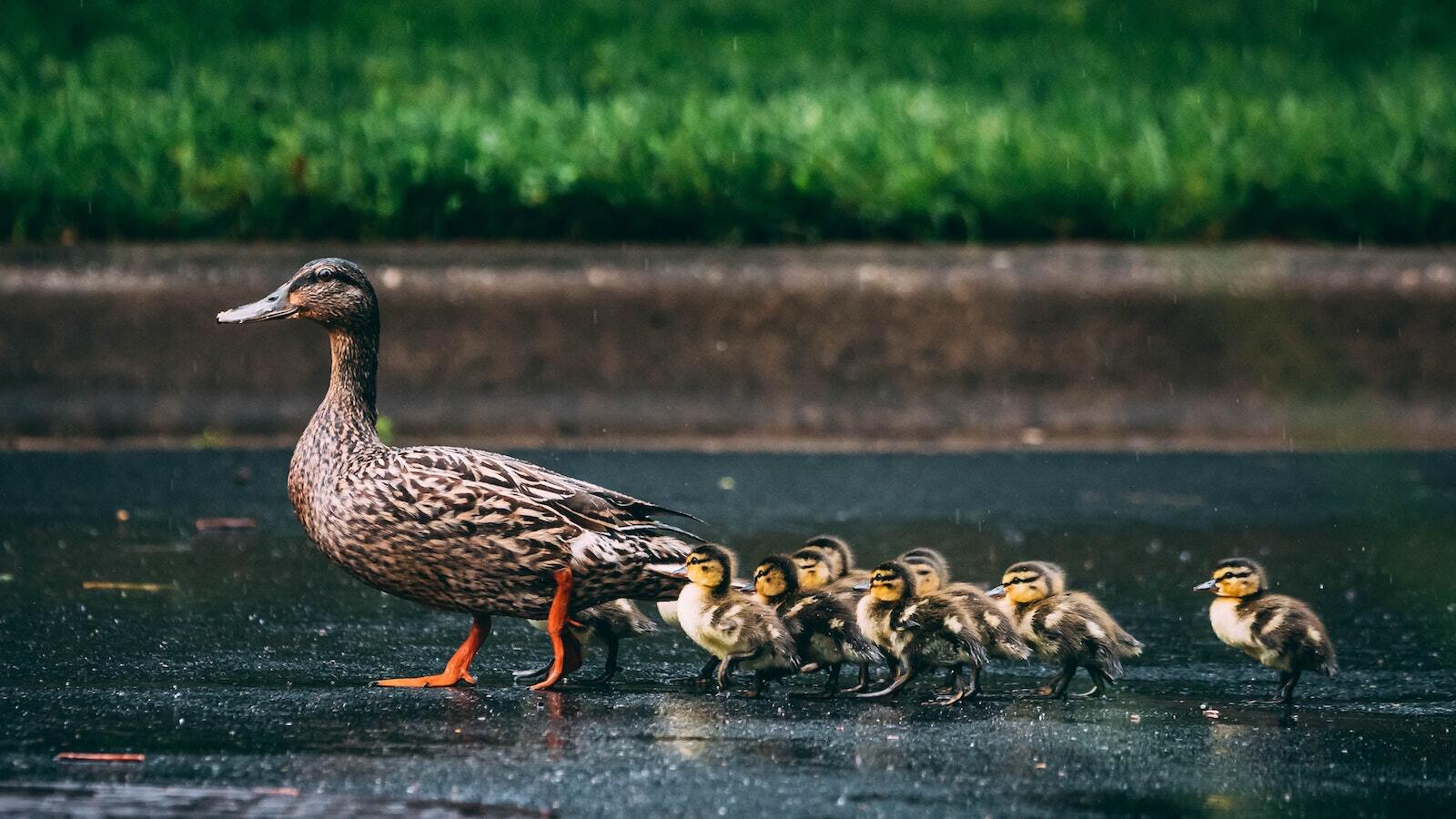 Waterfowl - Kinute