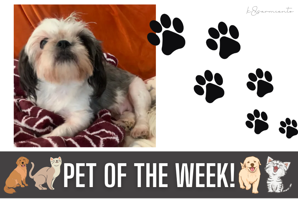 Pet of the Week: Frankie - Austin Journal