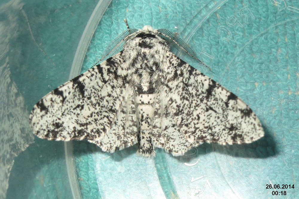 British moth species use the region cortex to change color - Current ...
