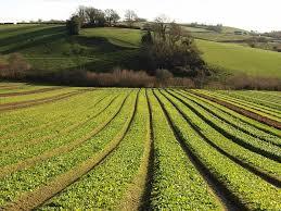 Magnesium-chloride fertilizer approved for use on organic U.S. crops ...