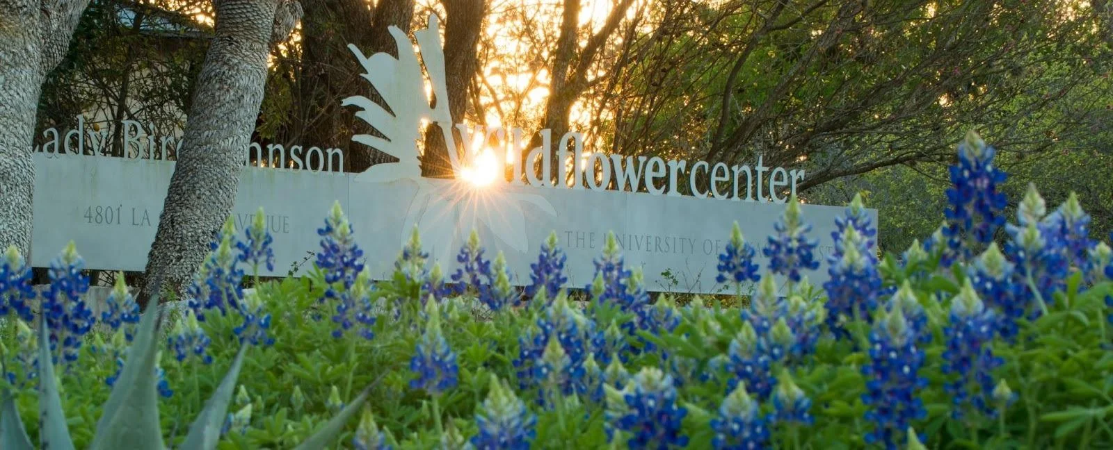 The Lady Bird Johnson Wildflower Center: Building Resilience Through ...