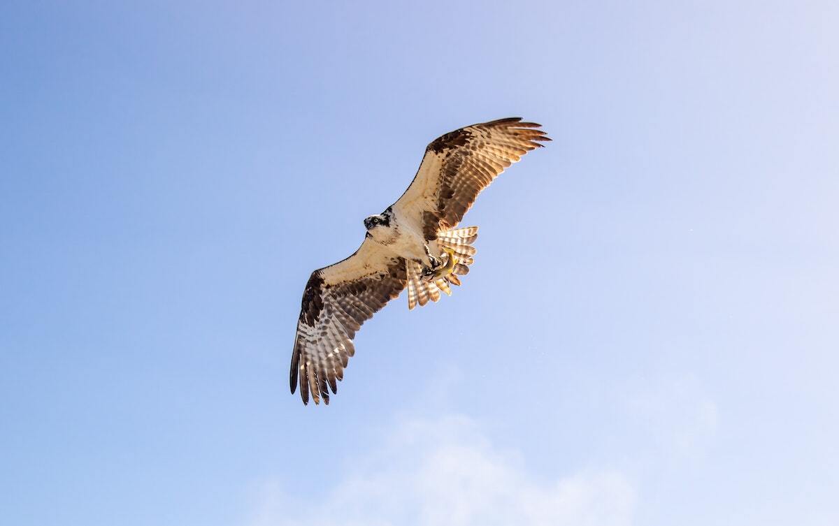 Birds of Prey - Kinute