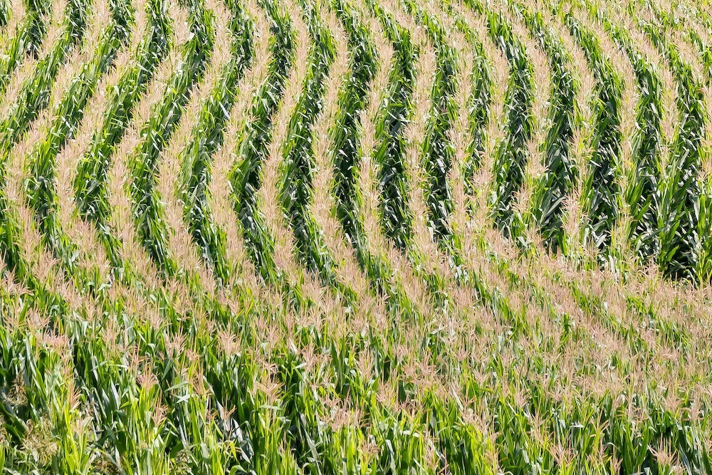 AGPAC OF THE ARIZONA FARM BUREAU FEDERATION: Meet Arizona Agriculture’s Button Family – Grand ...