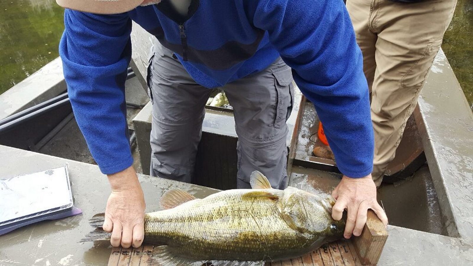 Fish tale: The shocking tale of electrofishing - Kinute